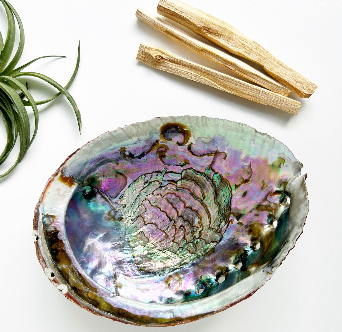 Abalone Shell – MeadowsCrystals